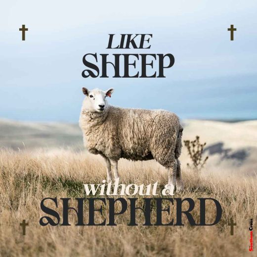 Like Sheep Without a Shepherd: 16th Sunday in Ordinary Time – The ...
